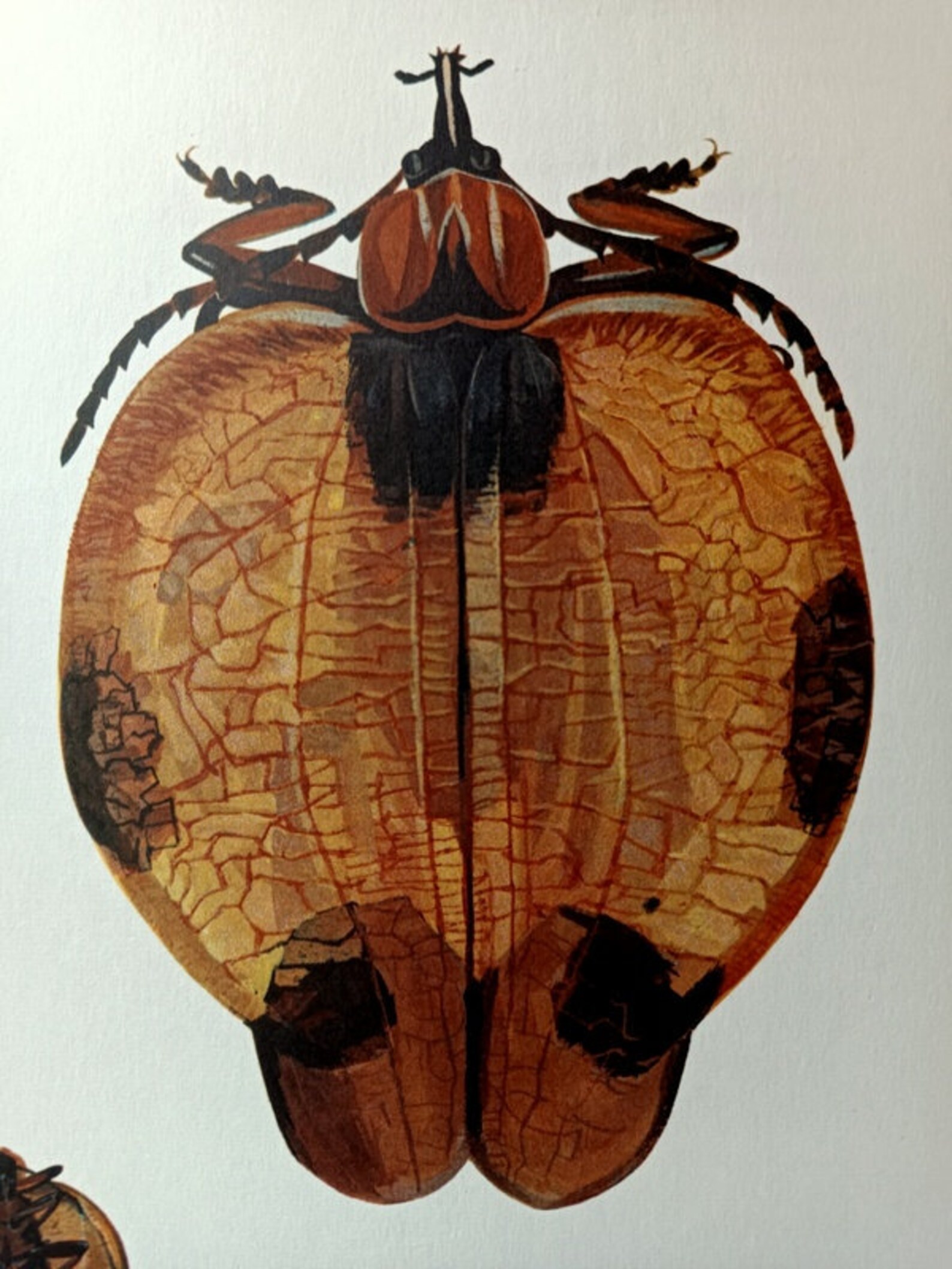 Insect Print Illustration , 1963 Original BEETTLE COLOR LITHOGRAPH ...