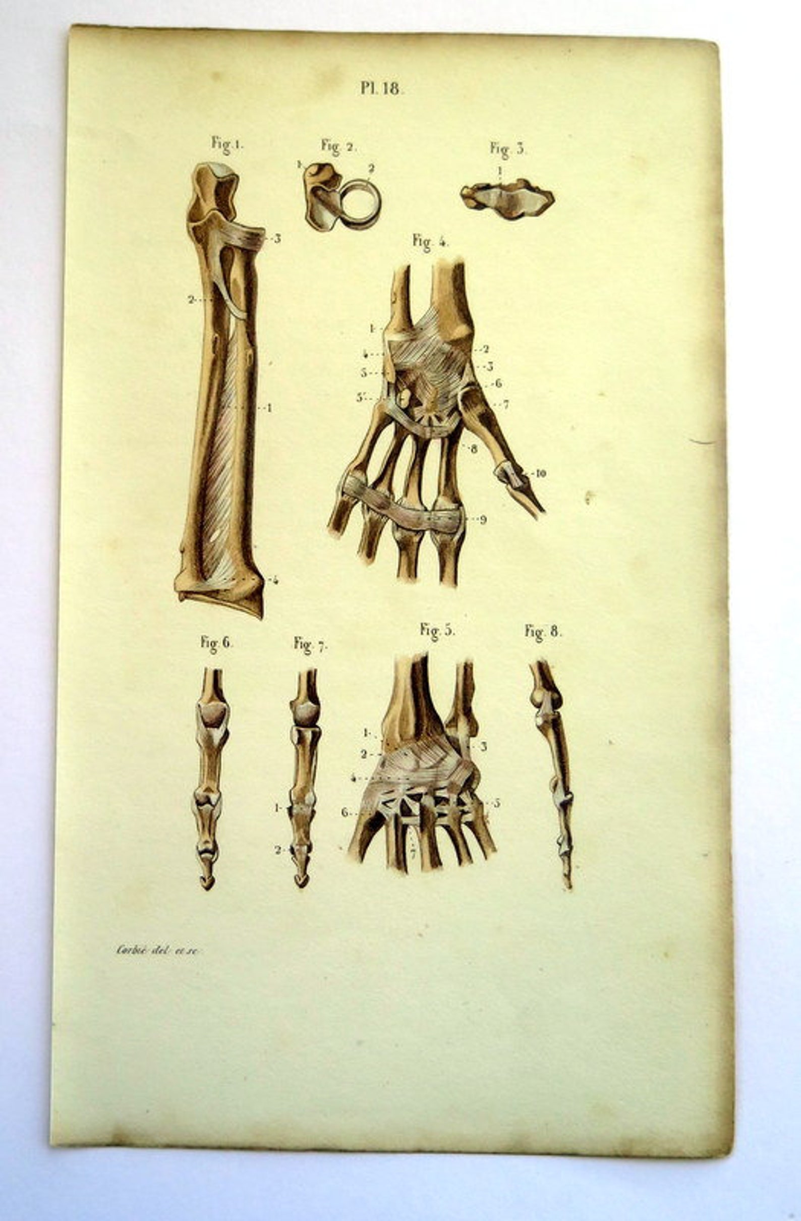 ANATOMY Hand BONES Engraving, Antique Ligaments Articulations Print ...