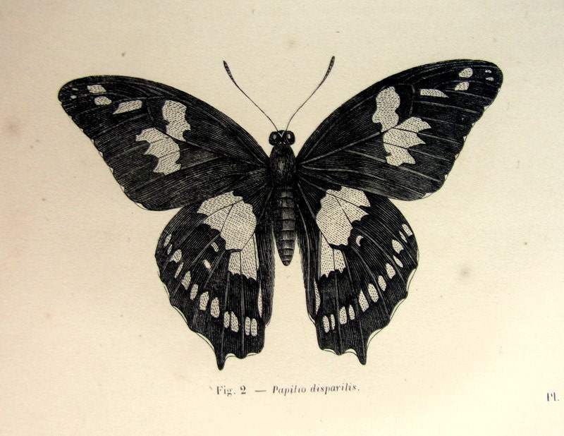 1860 Vintage Atlas Moth Print, Antique Original Lepidoptera Engraving ...