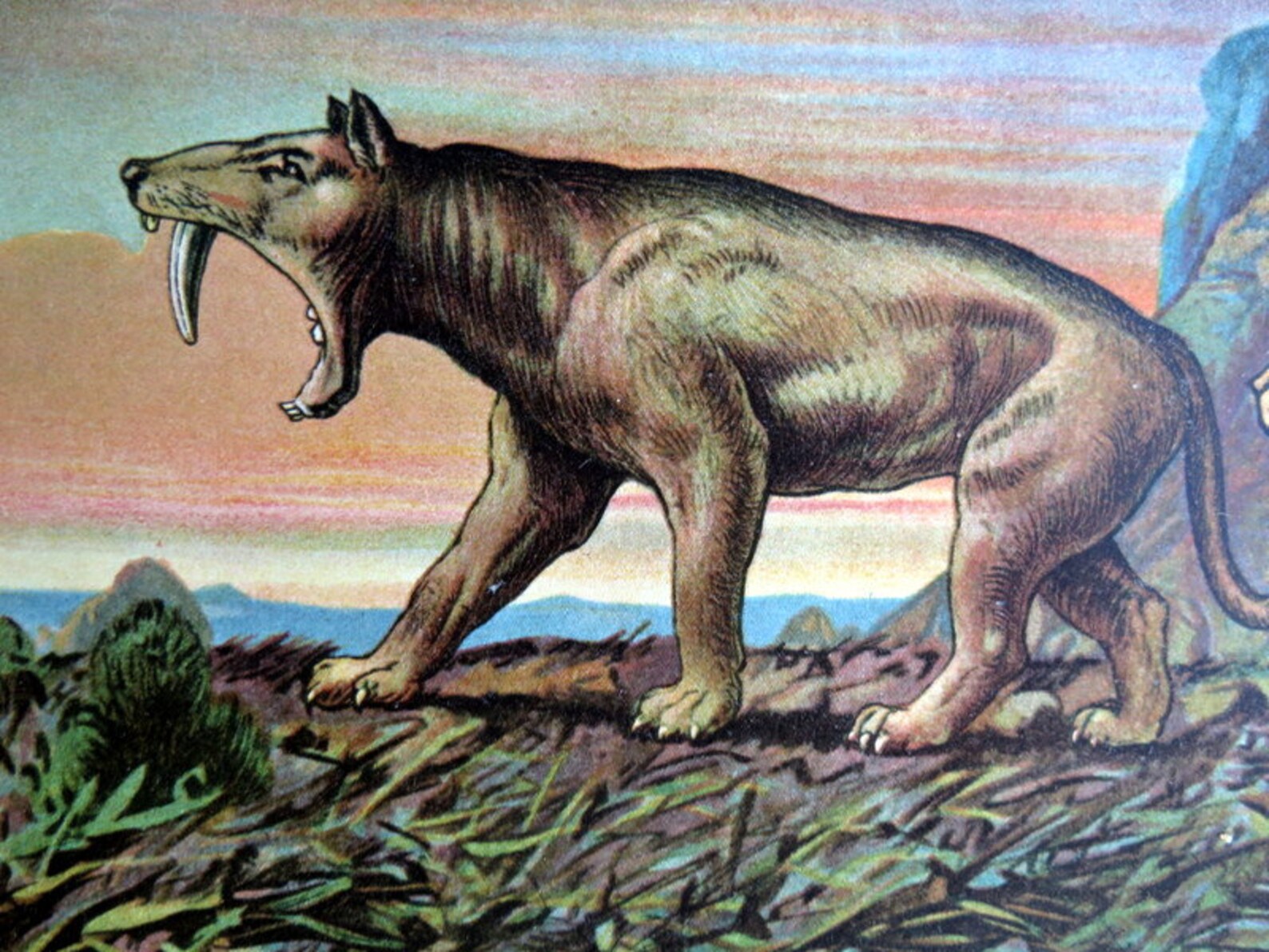 Antique Smilodon Saber-toothed Print Engraving,1900 Original Vintage ...