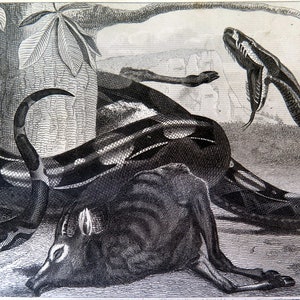 Original Ancient Steel Engraving of Snakes 1849 Antique - Etsy
