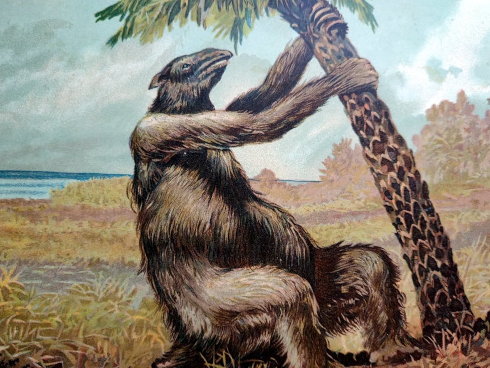 Antique Prehistoric Giant Ground Sloth Fine Print, 1900 Vintage Sloths ...
