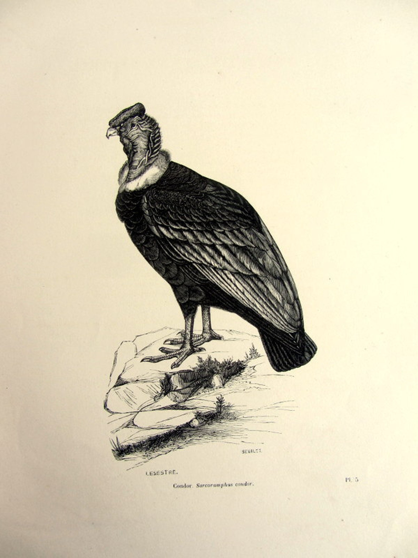 1860 Antique Condor Engraving Vintage Original Bird of Prey - Etsy
