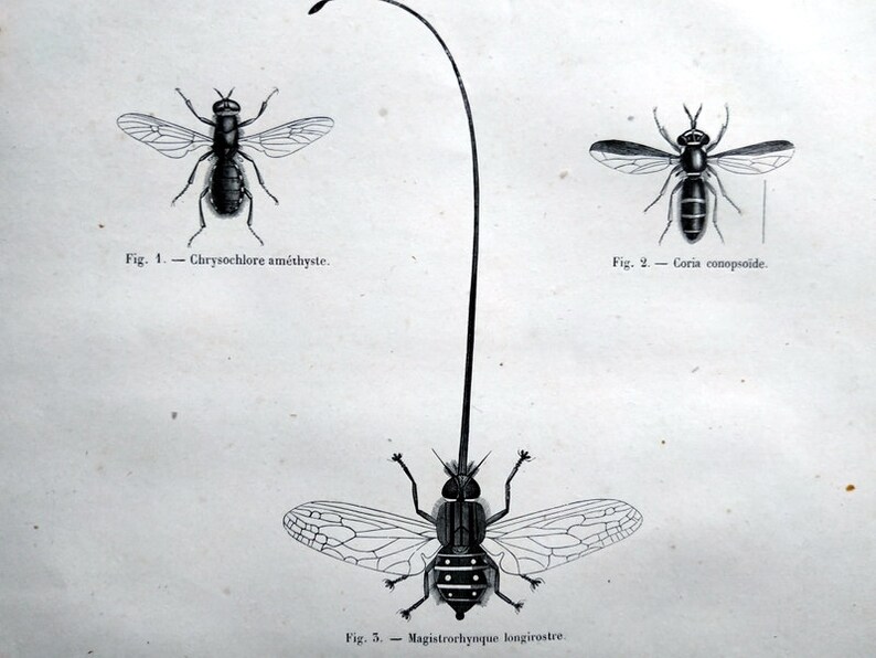 Antique Flies Engraving Original 1860 Diptera French Print - Etsy