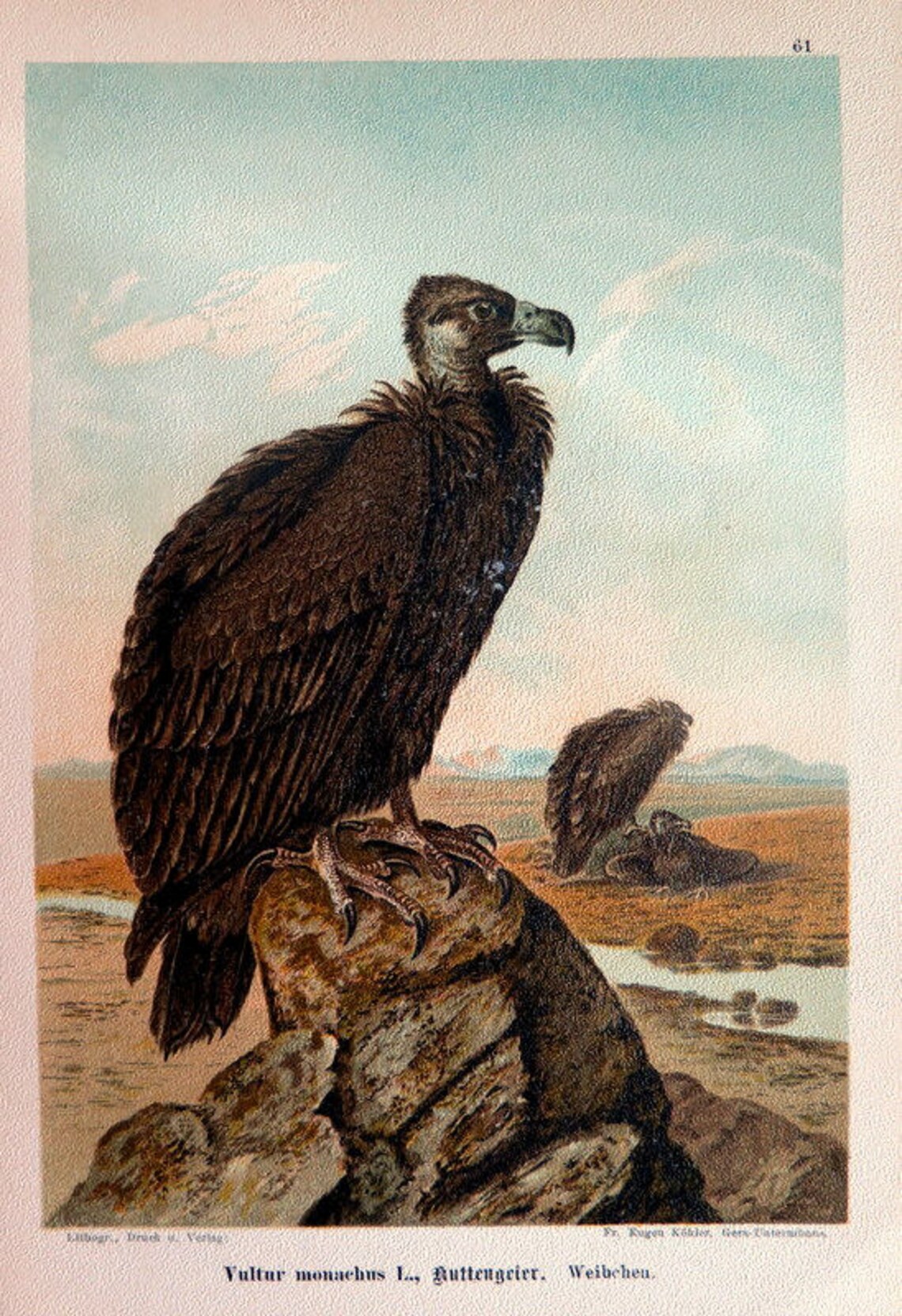 Black Vulture Color Lithograph Antique Original Bird of Prey Bird Print ...