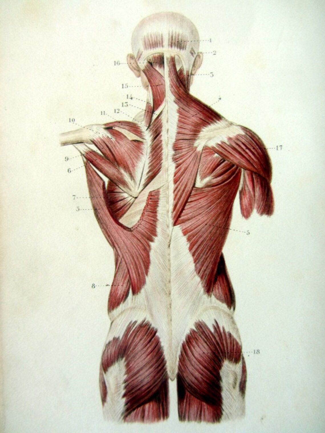 1852 Vintage Muscular System ANATOMY Antique Color Litograph, Antique ...