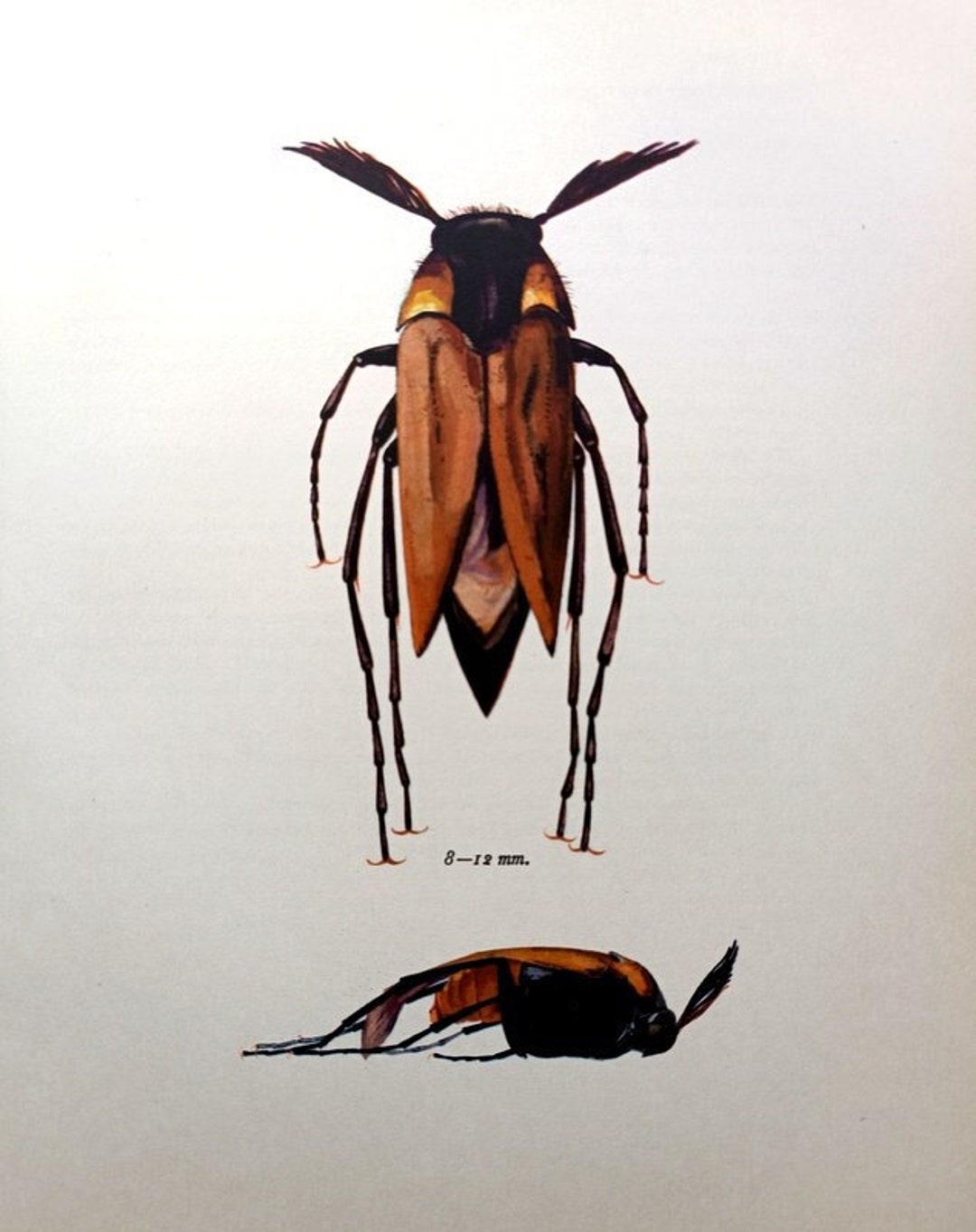 Vintage INSECT Lithograph, 1964 Original Wasp Nest Beetle Antique ...