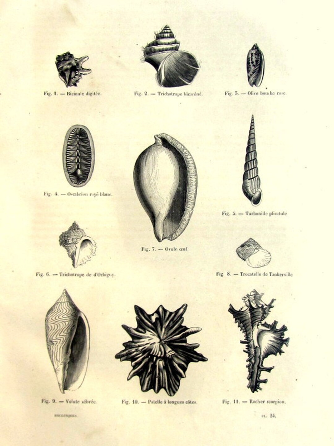 1860 Antique Sea Shells Engraving, Old Amazing Original Mollucs Print ...