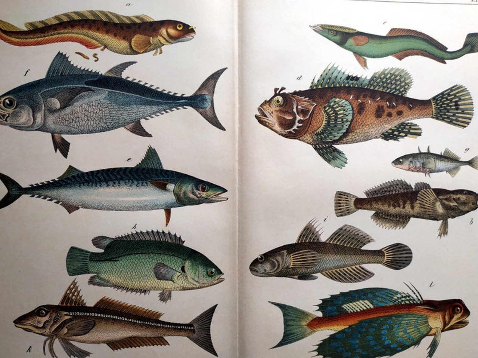 Antique Chromolithography of FISHES. 1886 FISH EN Engraving,sea Marine ...