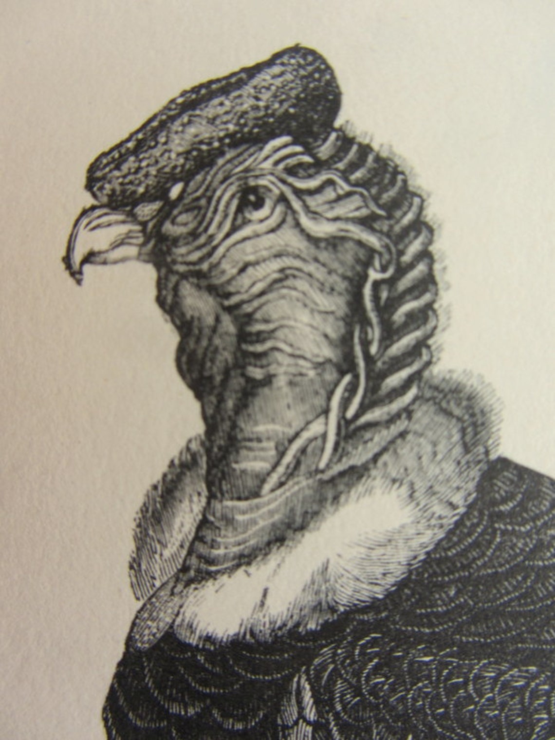 1860 Antique Condor Engraving Vintage Original Bird of Prey - Etsy