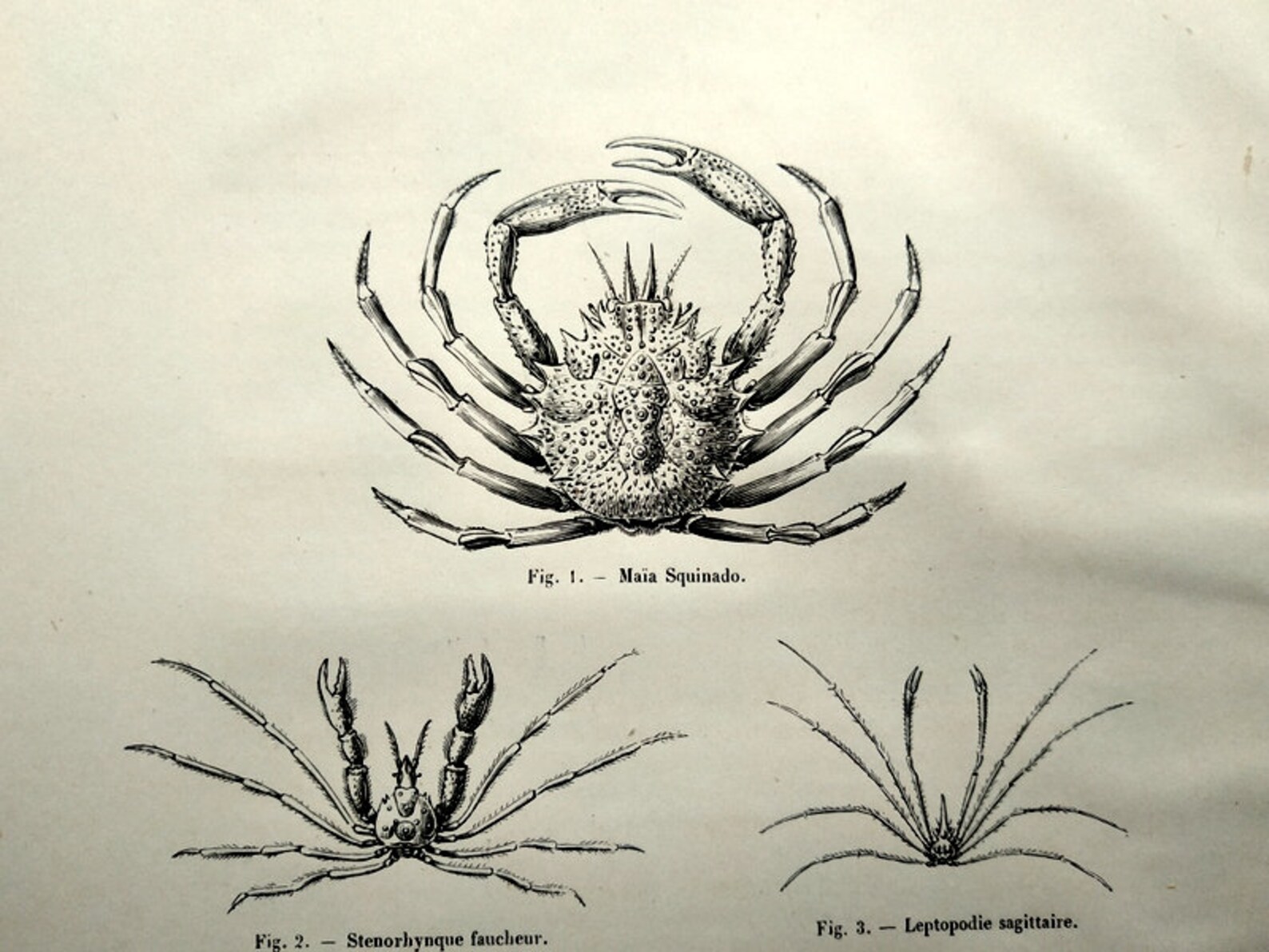 1860 ENGRAVING of Different Types of Crabs Original Crustacean Print ...