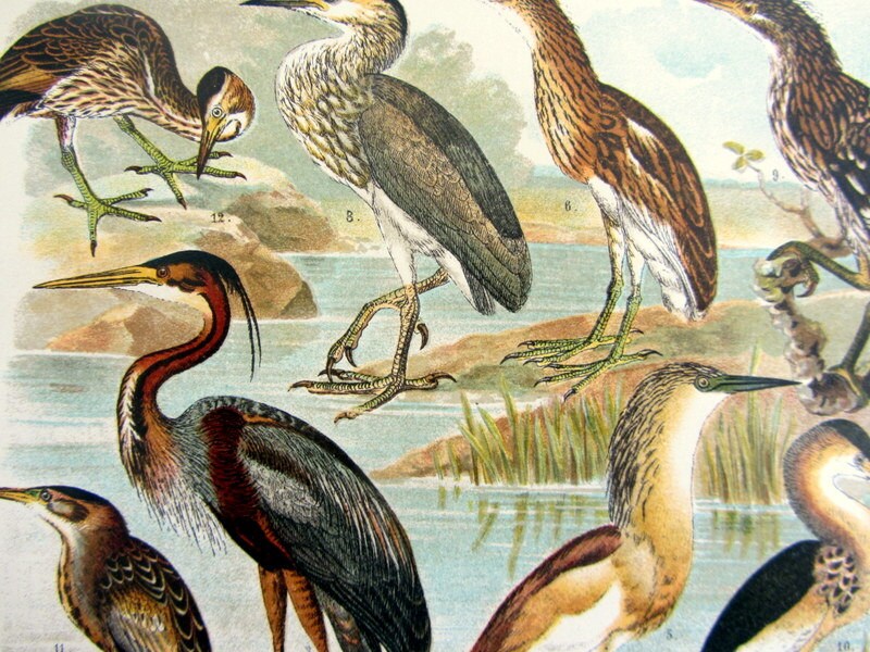 Bird etchinh antique different species of wading birds print, vintage ...