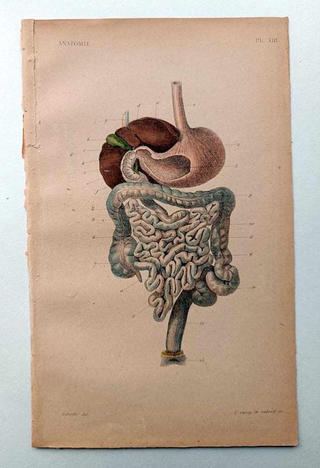 1873 Antique ANATOMY Internal Organs Print, Vintage Colour Engraving ...