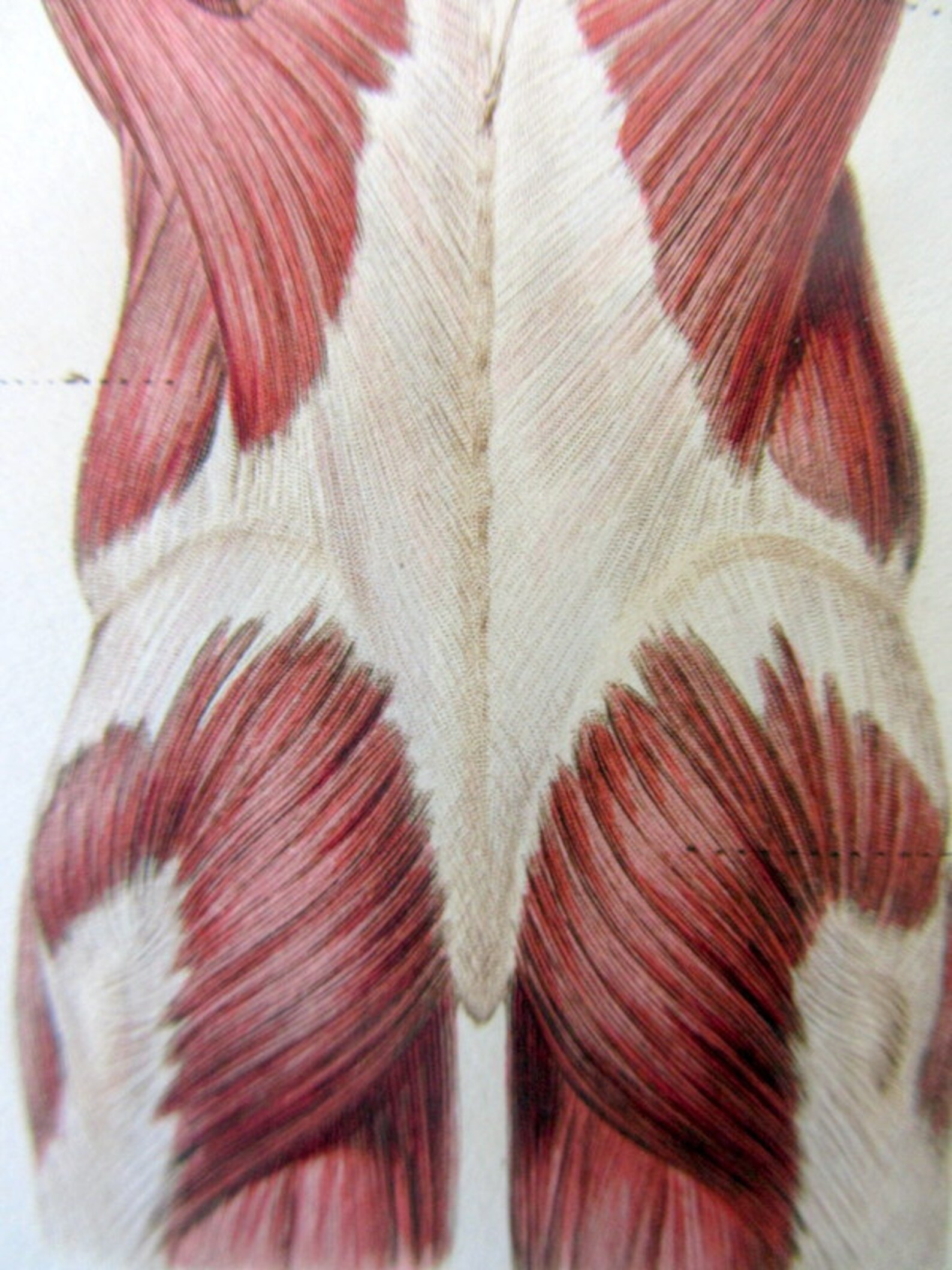 1852 Vintage Muscular System ANATOMY Antique Color Litograph, Antique ...