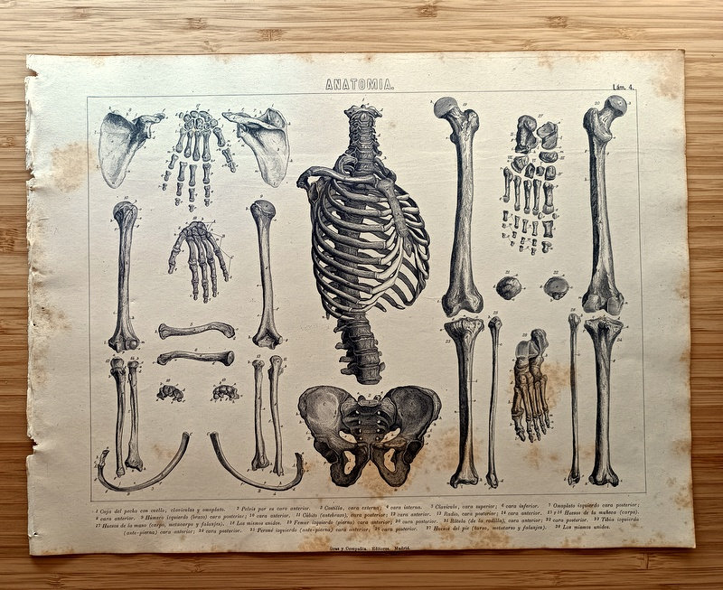 Big size antique anatomy human bones ENGRAVING, 1880original vintage ...