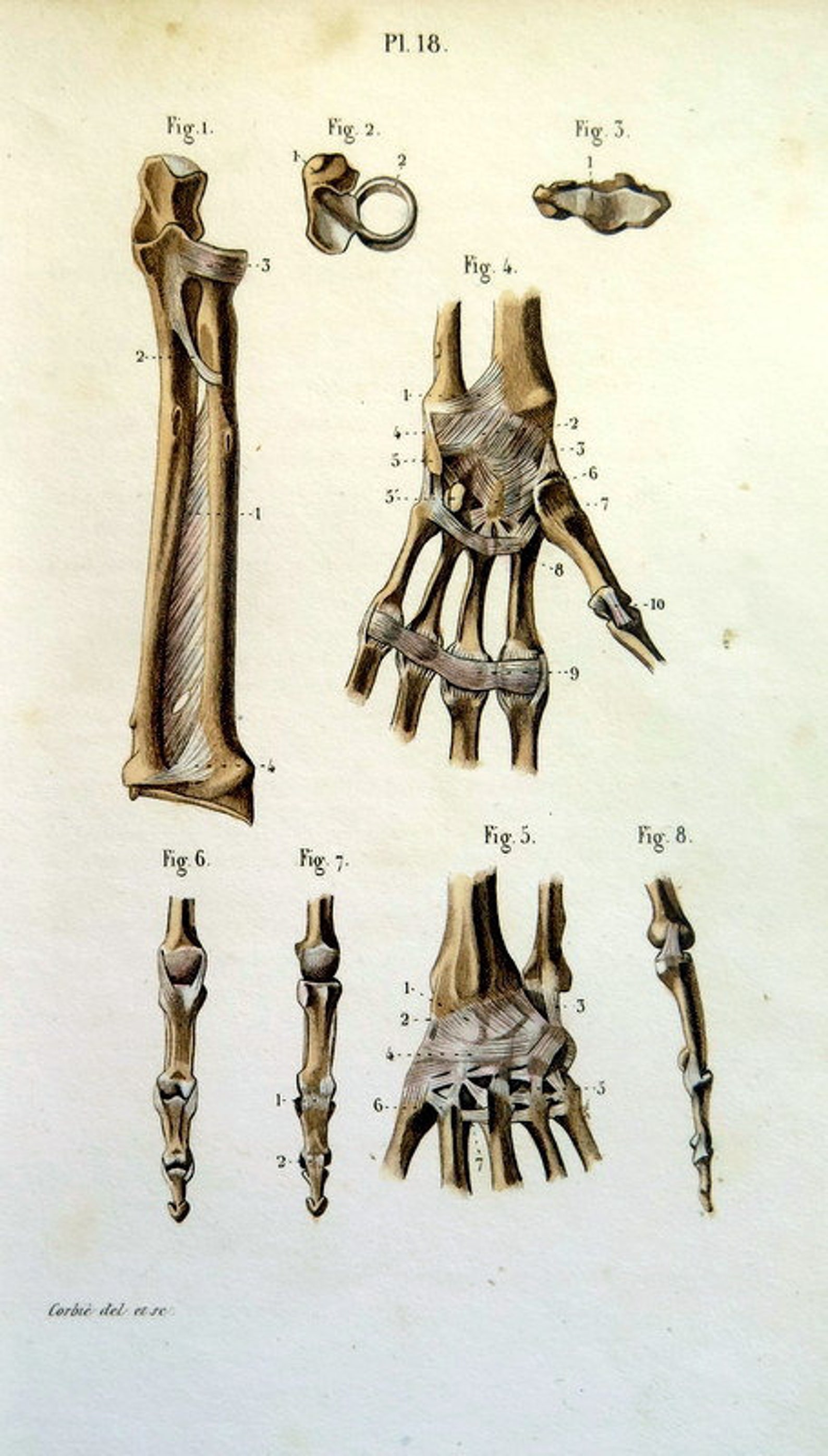 ANATOMY Hand BONES Engraving, Antique Ligaments Articulations Print ...