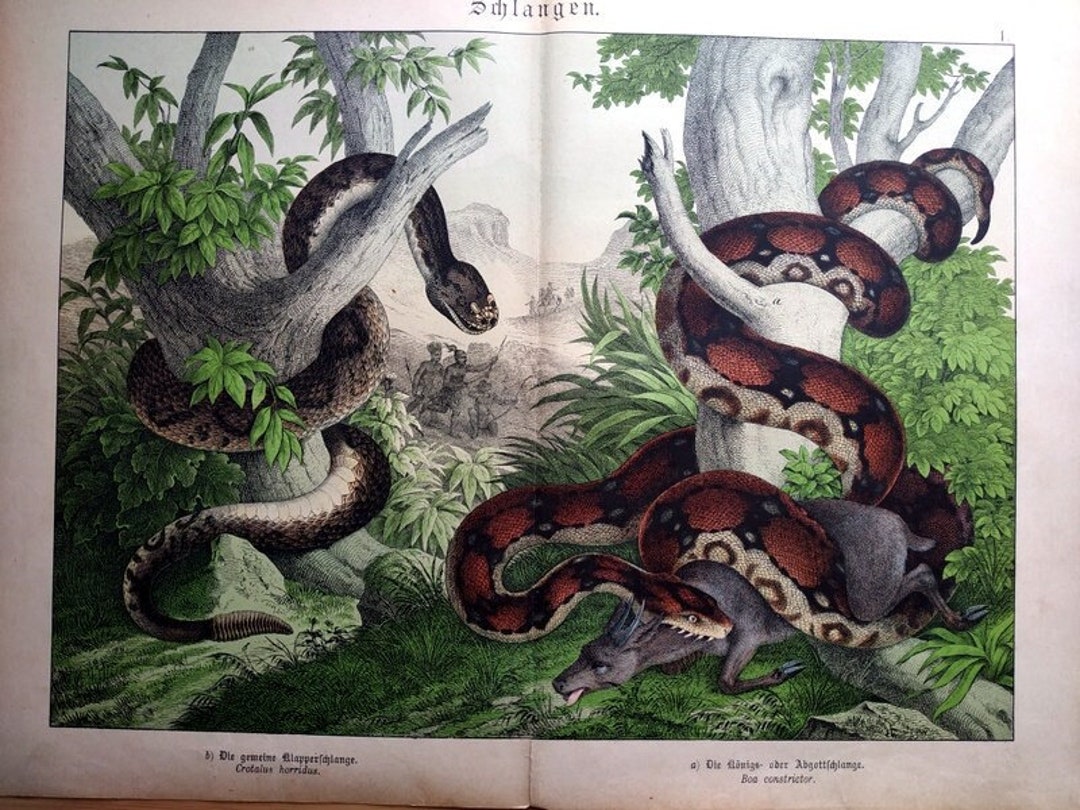 1886 Amazing SNAKES Engraving. BOA and Timber Rattlesnake Print ...
