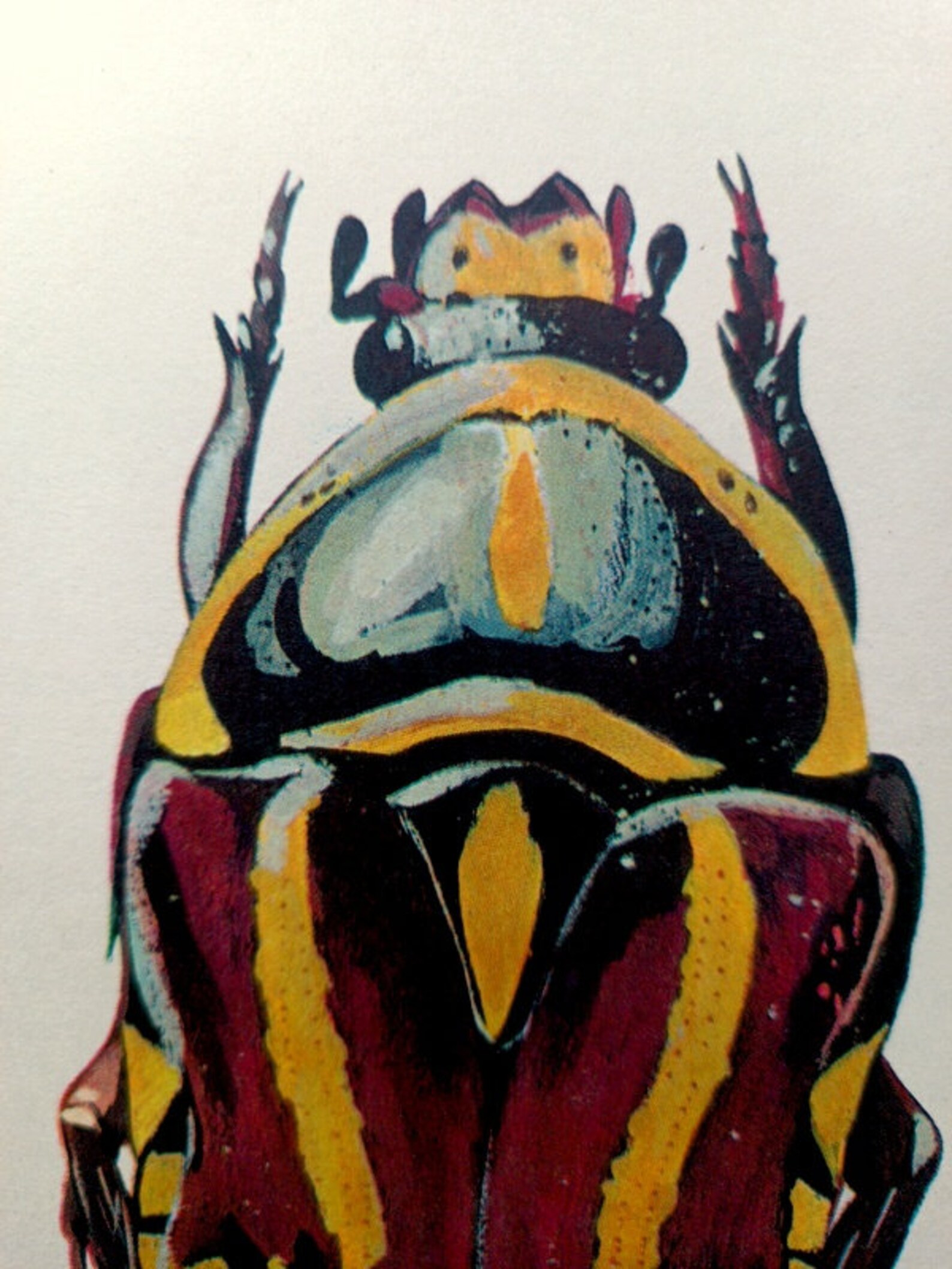 Fiddler Beetle Engraving 1964 Original INSECT COLOR Yellow - Etsy