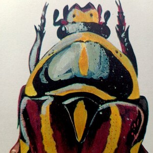 Fiddler Beetle Engraving, 1964 Original INSECT COLOR Yellow LITHOGRAPH ...
