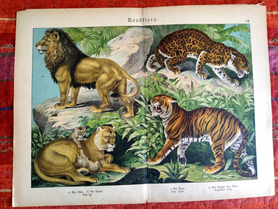 Antique LION Color Lithograph. 1886 FELIDS Engraving Tiger - Etsy