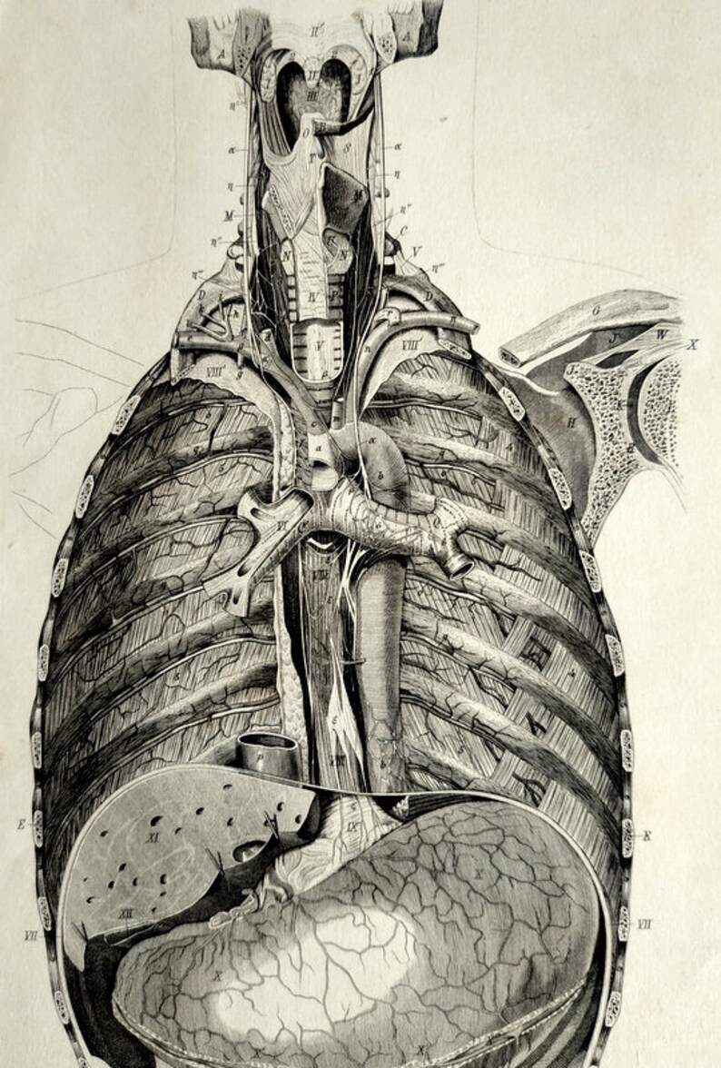 1880 Ancient HUMAN ANATOMY Print THORAX Engraving Antique - Etsy