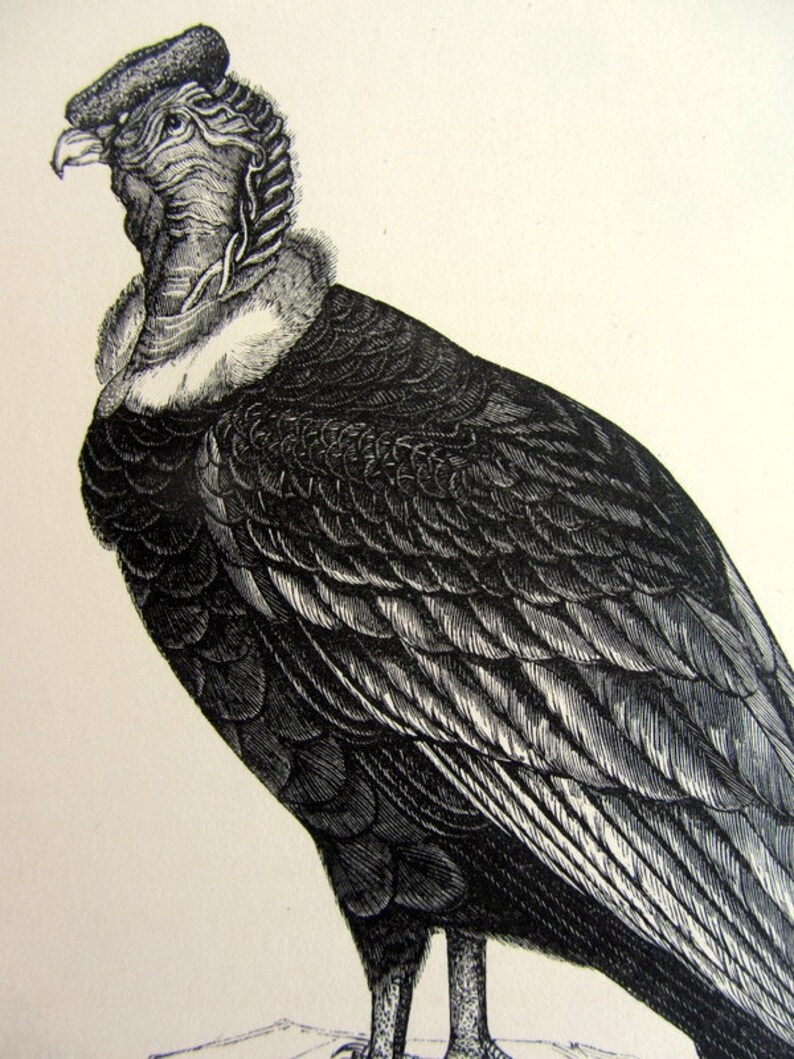 1860 antique condor engraving vintage original bird of prey | Etsy