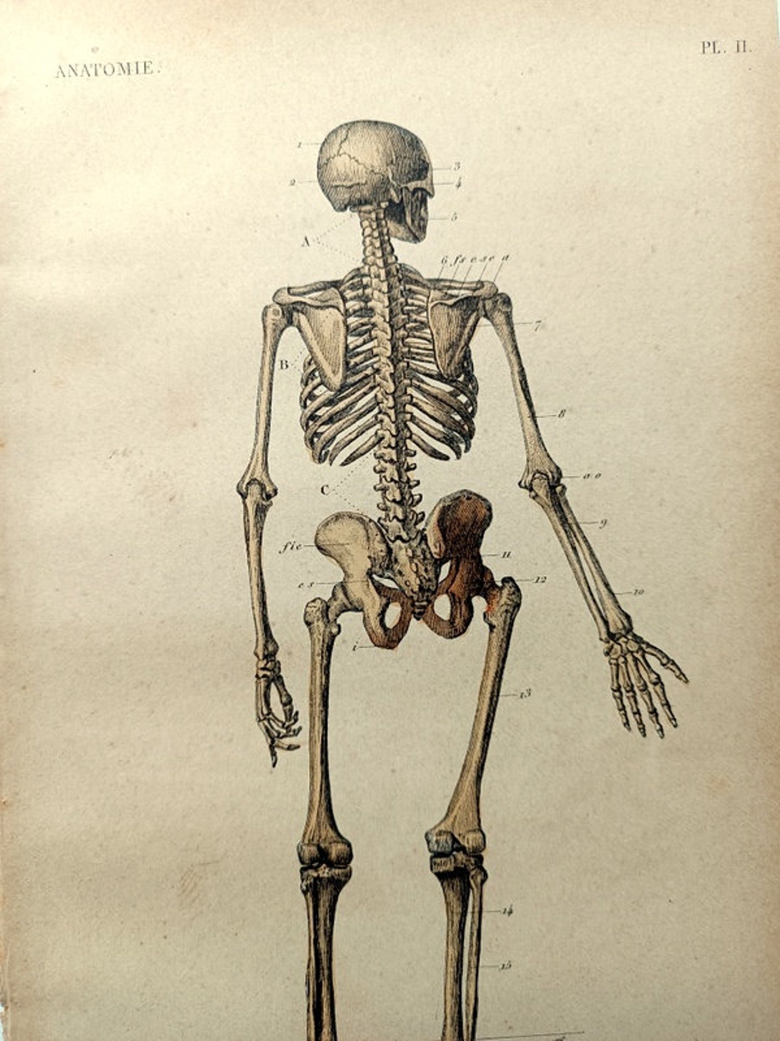 Antique ANATOMY Print, Back Human Skeleton Engraving,1873 Skeletal ...