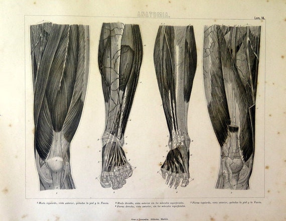 Ancient HUMAN ANATOMY Print 1880 MUSCLES Tendons Engraving | Etsy