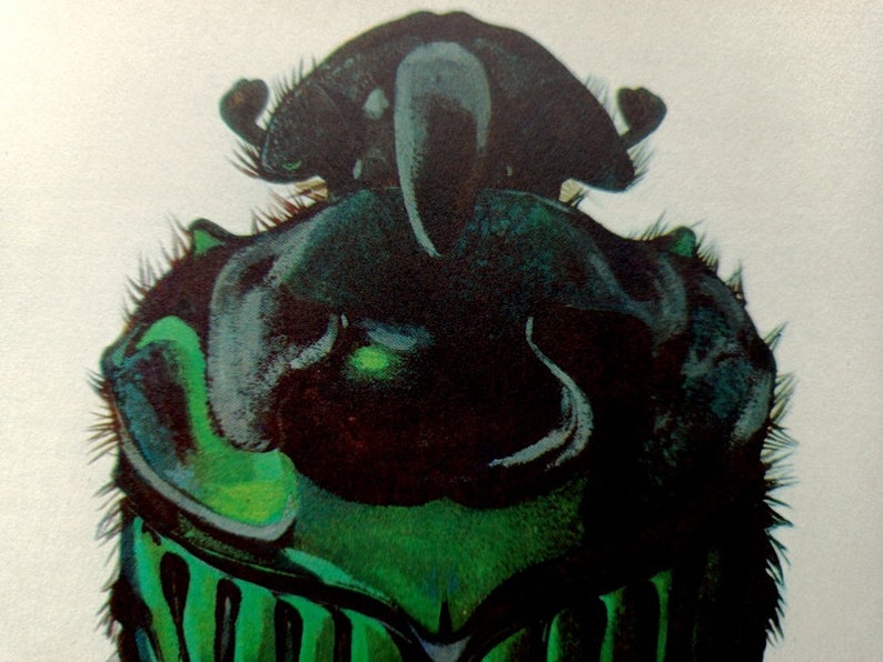 Dung Beetle Print Old Original INSECT COLOR LITHOGRAPH - Etsy