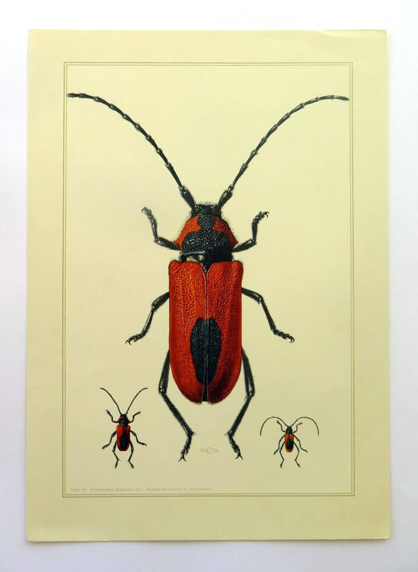 Antique INSECT Print 1967 Old Original Longhorn Beetles - Etsy