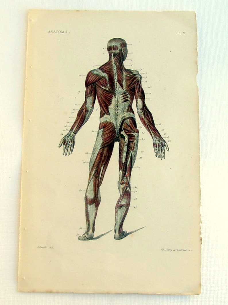 Antique anatomy antique print muscular system front view | Etsy