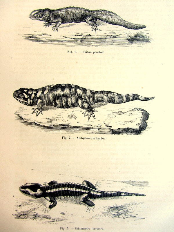 Antique amphibian print, 1860 VINTAGE original salamander newt ...