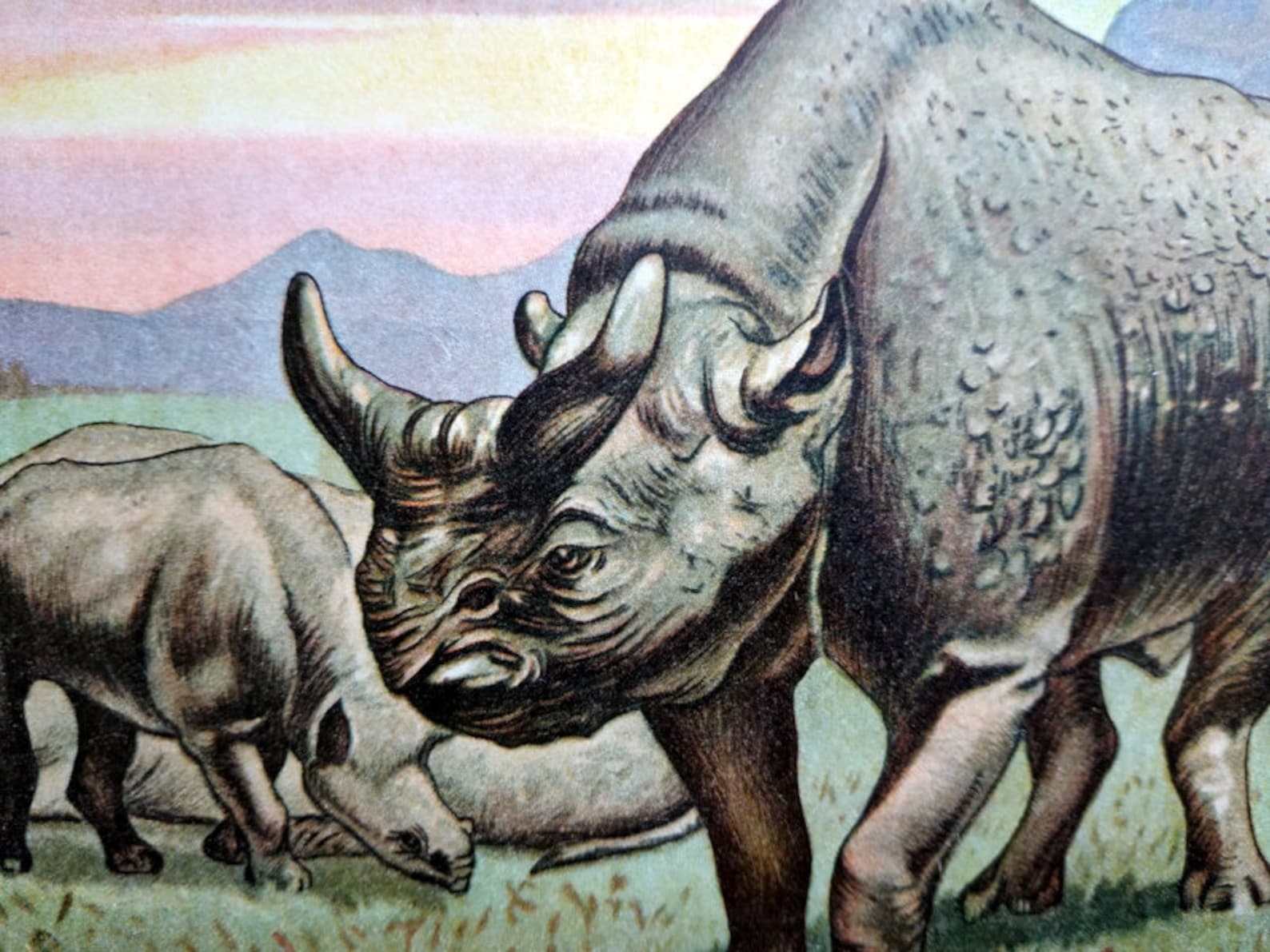 Antique Amazing Extinct Rhinoceros Print Engraving Vintage - Etsy New ...