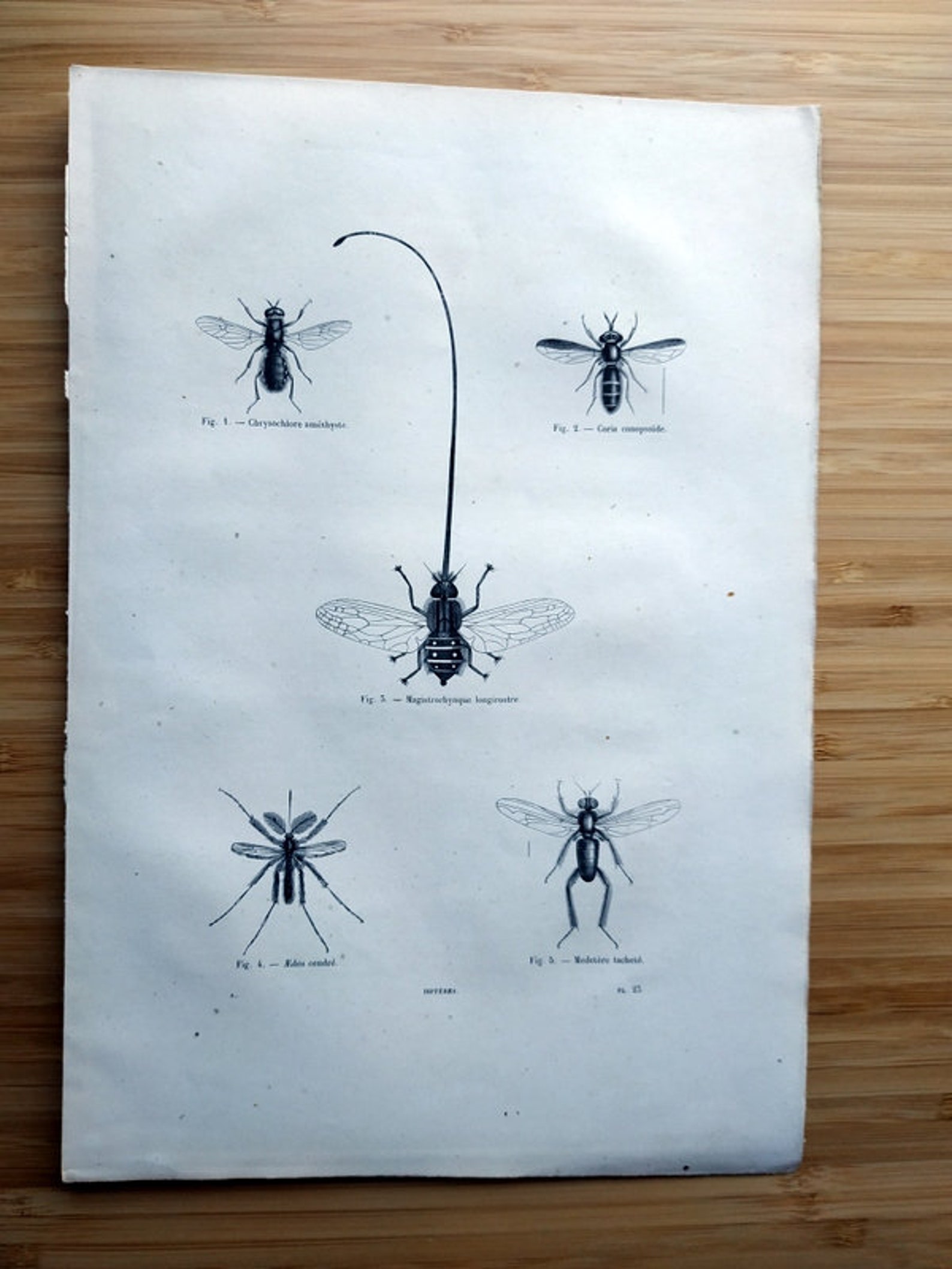 Antique Flies Engraving Original 1860 Diptera French Print - Etsy