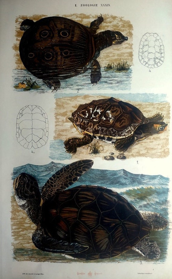 Colossal Poster of TORTOISES Color Print 1885 Antique Big - Etsy