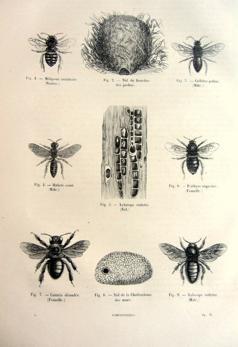 Antique Hymenoptera Engraving, Original Vintage Wasps and Bees French ...