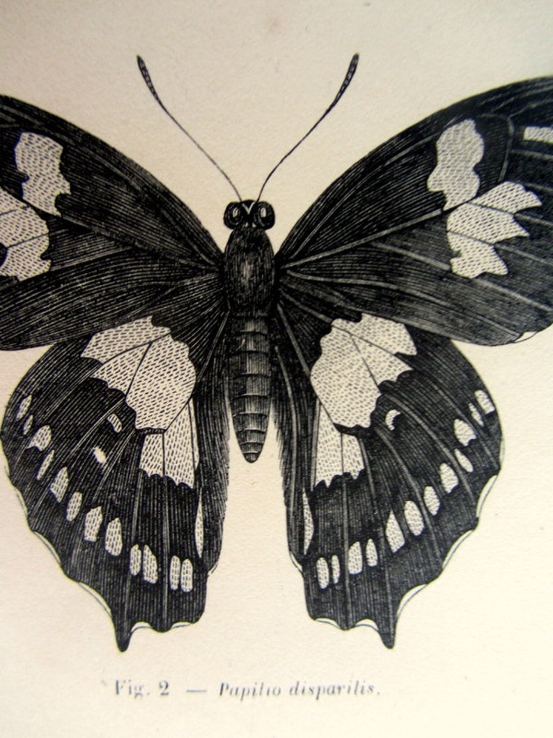 1860 Vintage Atlas Moth Print, Antique Original Lepidoptera Engraving ...