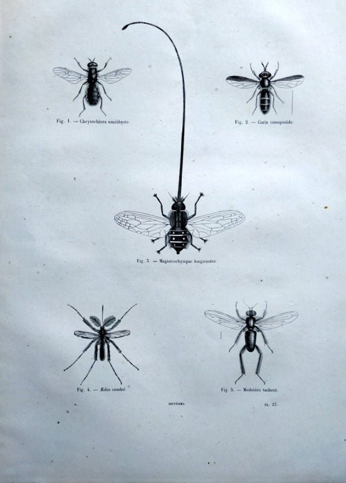 Antique Flies Engraving Original 1860 Diptera French Print - Etsy