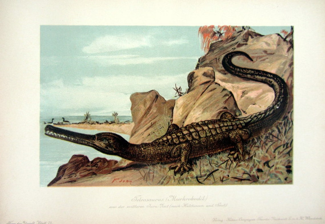 1900 Antique Dinosaur Teleosaurus Print Engraving Vintage | Etsy