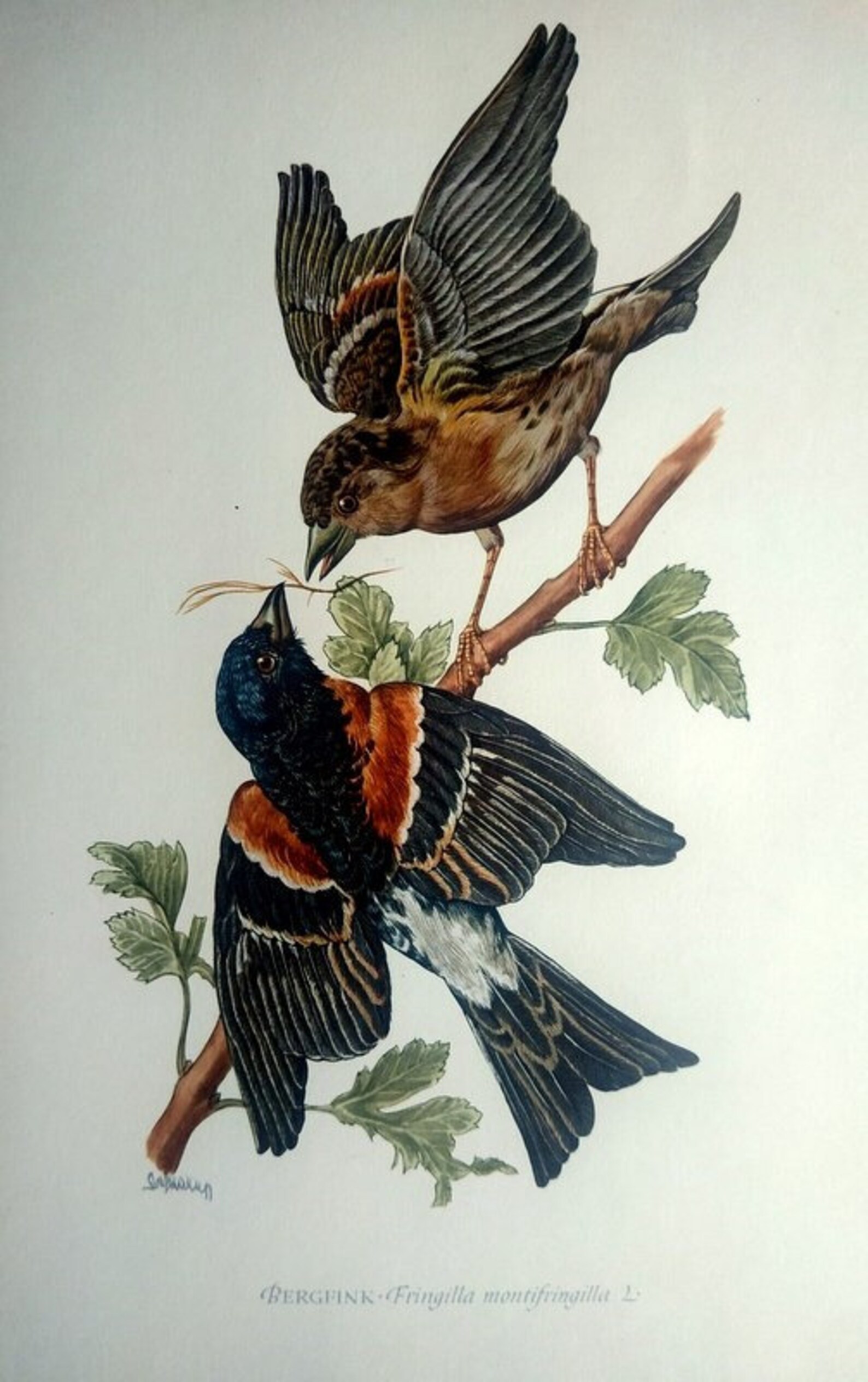 Antique Gorgeous Bird Lithograph / 1955 Original Mountain - Etsy