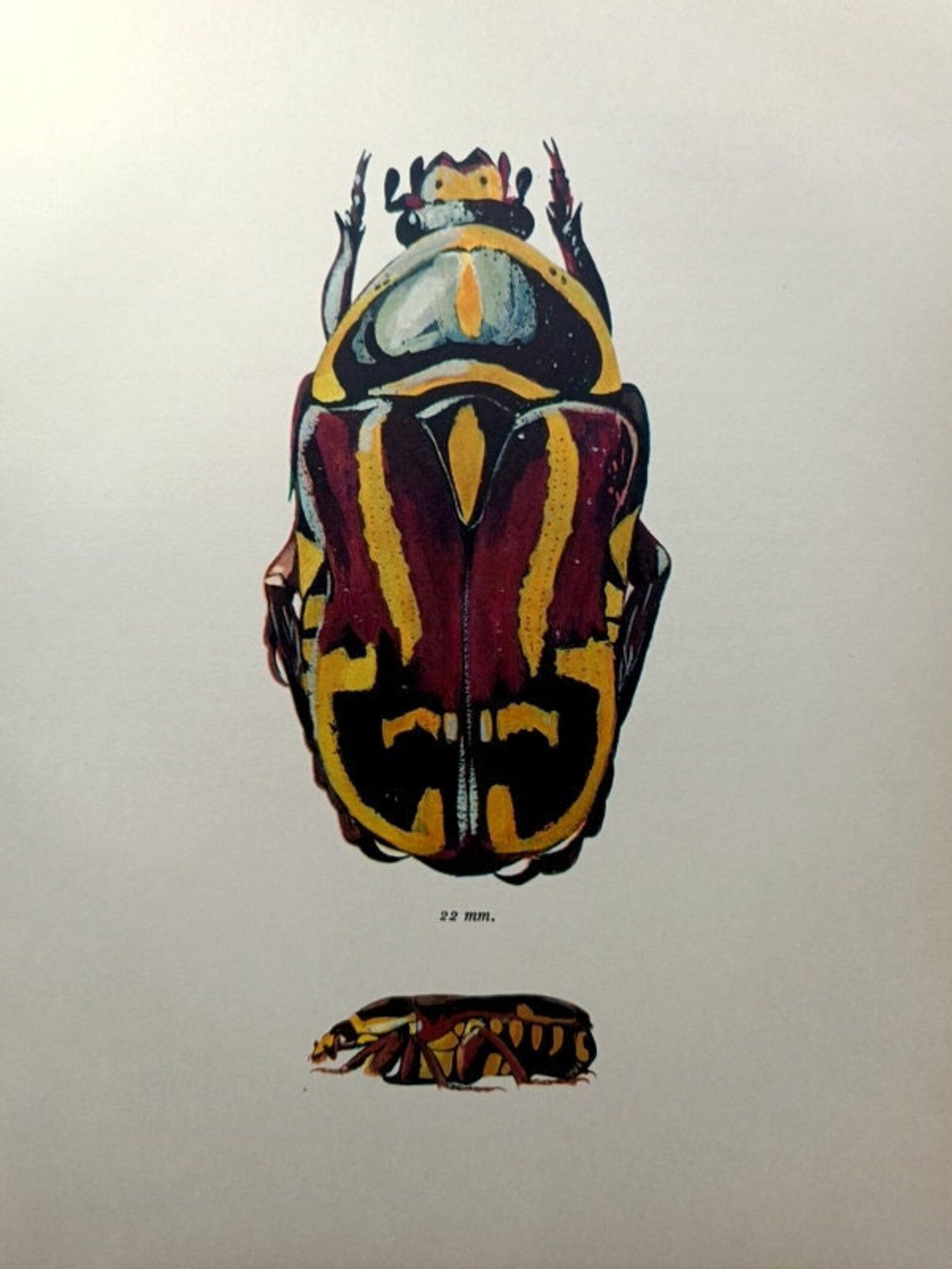 Fiddler Beetle Engraving 1964 Original INSECT COLOR Yellow - Etsy