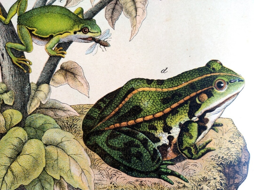 Large Antique FROGS Print. Amphibian Color Print, Toads Lithograph ...