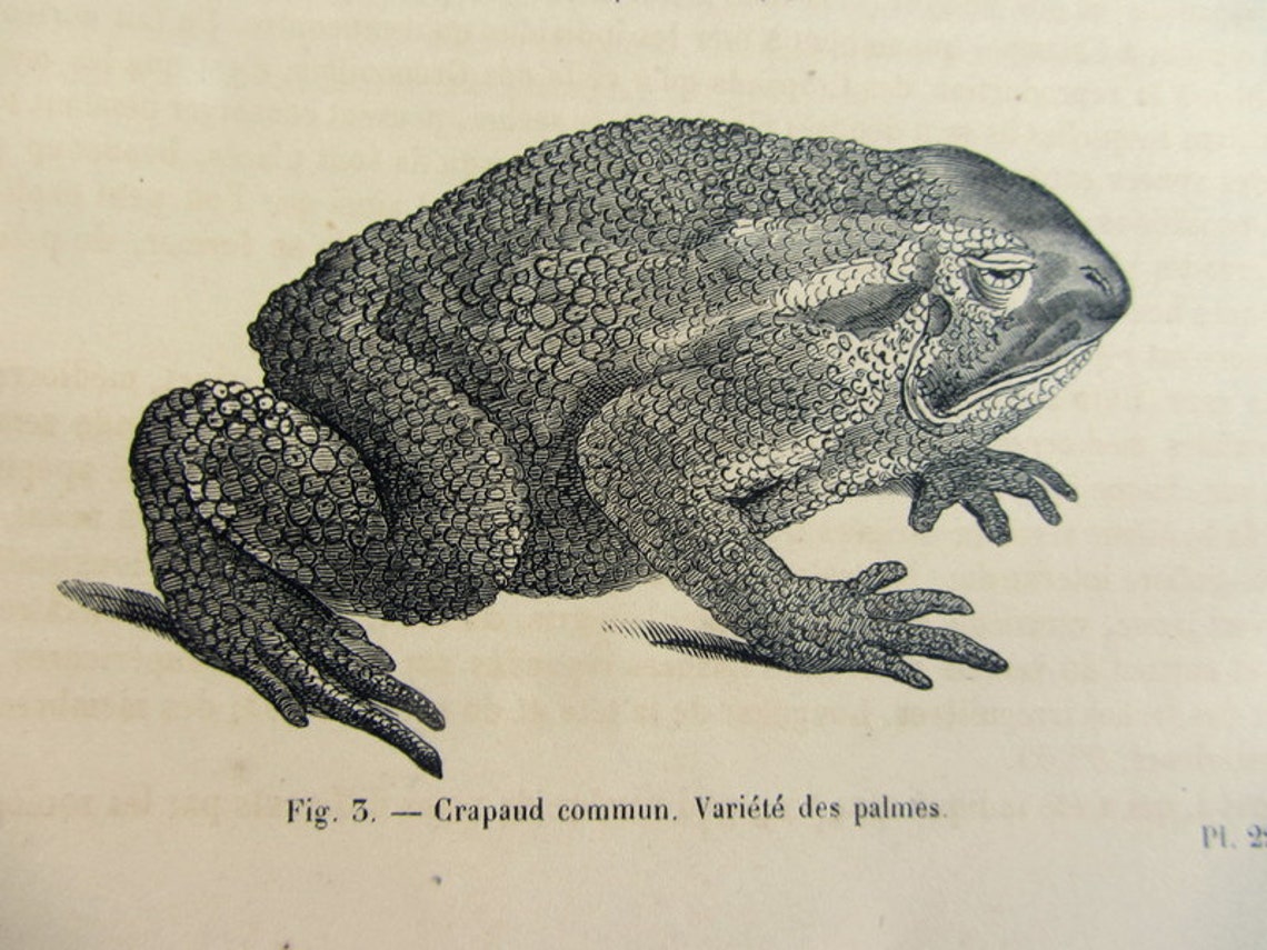 Gorgeous Antique Frogs and Toads Print 1860 Vintage Original - Etsy