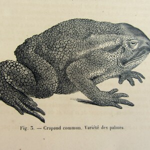 Gorgeous Antique Frogs and Toads Print 1860 Vintage Original - Etsy