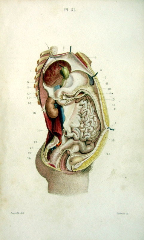 1852 Antique Anatomy Peritoneum Color Lithograph Print, Vintage ...