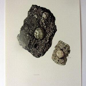 Antique Rock Mineral Print of LEUCITE, Vintage Crystal Engraving ...