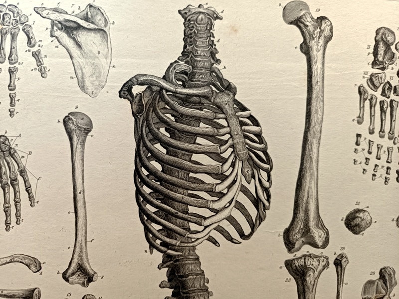 Big size antique anatomy human bones ENGRAVING, 1880original vintage ...