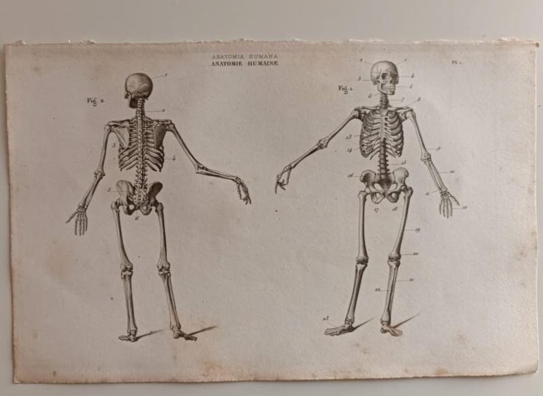 Antique Victorian Anatomy Print, Skeletal System Engraving, Original ...