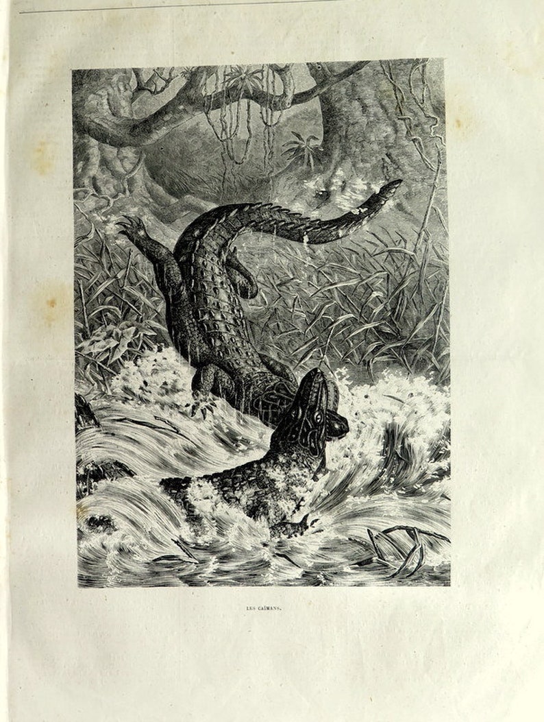 Colossal Antique Caimans Print, 1883 Curious Reptile Crocodiles ...
