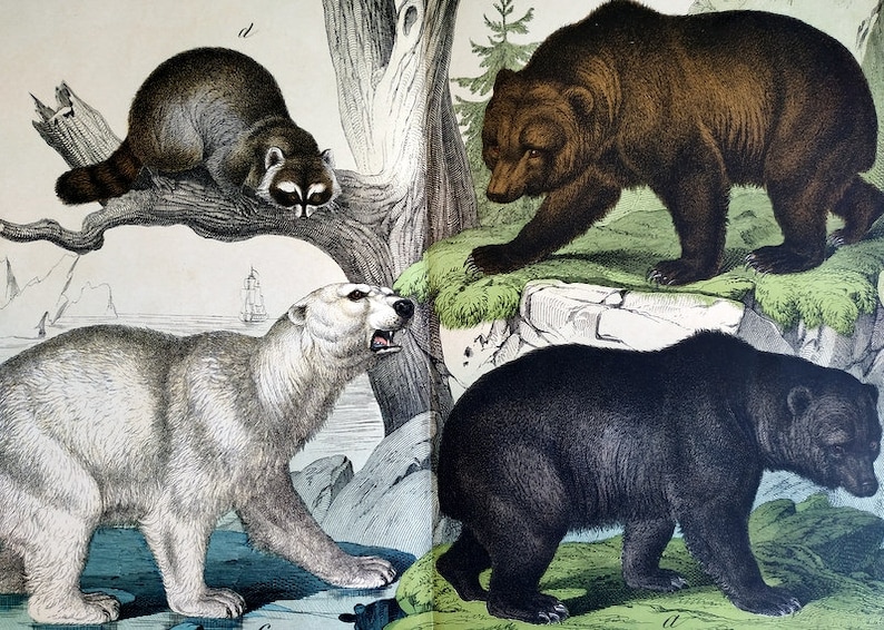 Antique BEARS Color Lithograph. 1886 Colossal Engraving , Brown Bear ...